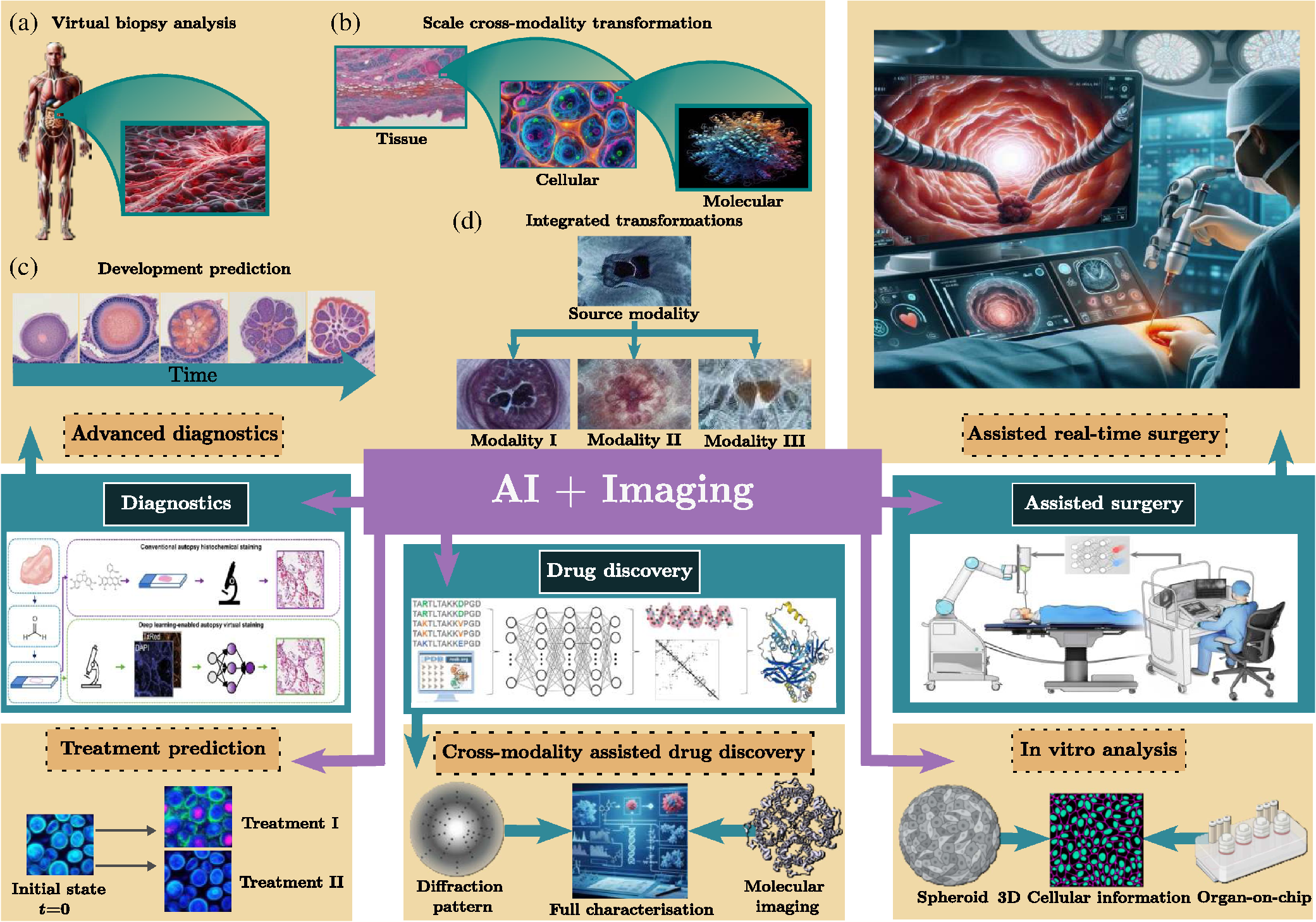 Cross-modality transformations in biological microscopy enabled by deep ...