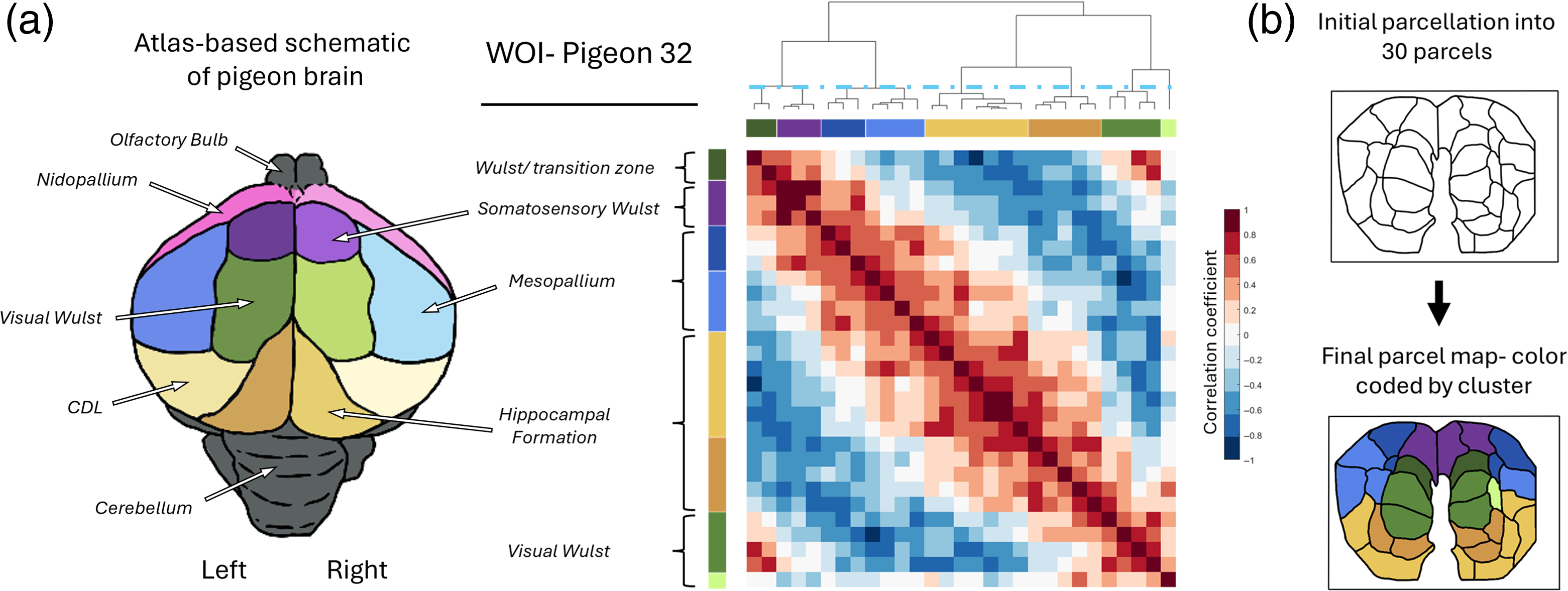 Mapping functional connectivity in the pigeon brain with wide-field ...