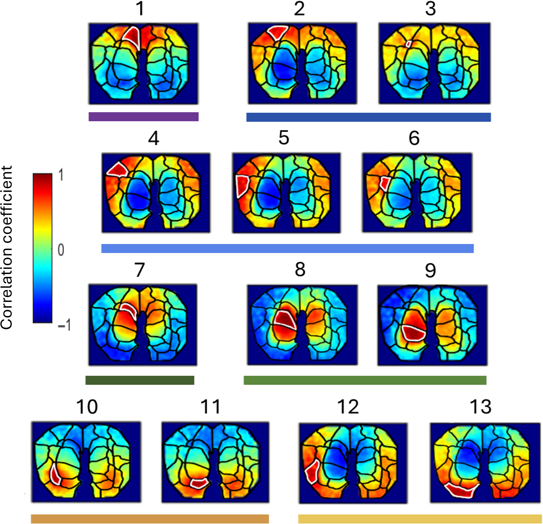 Mapping functional connectivity in the pigeon brain with wide-field ...